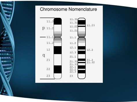 What Do Your Chromosomes Look Like Ppt Download