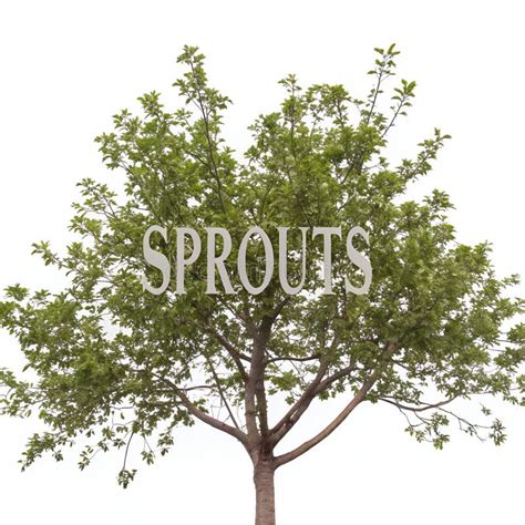 Tree With Sprouts Text Isolated On White Background Stock