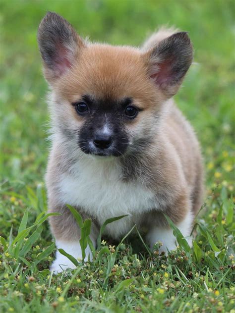 Pembroke Welsh Corgi Puppies For Sale In Maryland