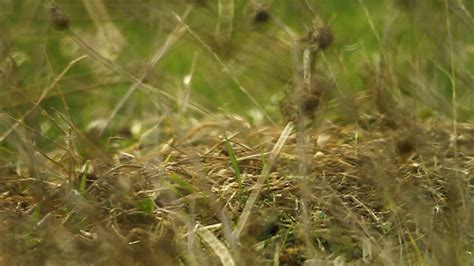 მინდვრის თაგვი Youtube