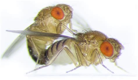 Fruit Fly Brothers Tend To Cooperate The New York Times