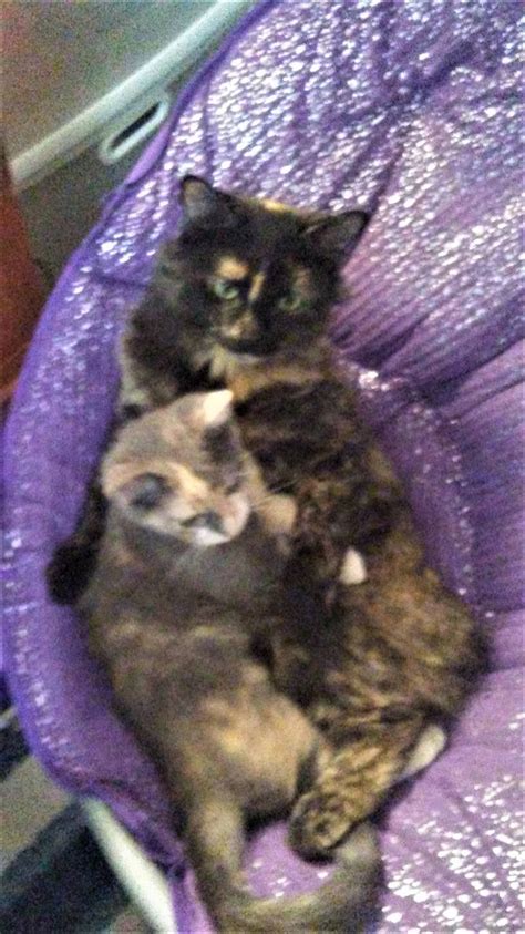 Kitty Hugs By Glacerdragon On Deviantart