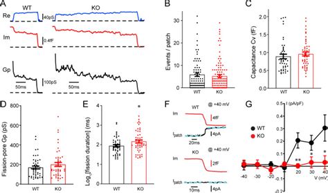 Trpm7 Is Critical For Short Term Synaptic Depression By Regulating