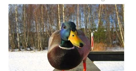 Anatidaephobiathe Fear That Somewhere In The World There Is A Duck