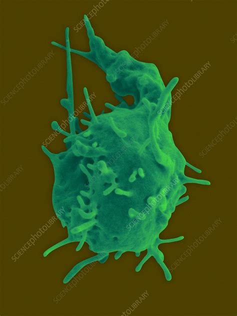Mature Platelet Sem Stock Image C032 0824 Science Photo Library