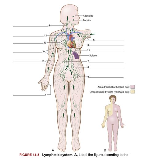 Chapter 14 Lymphatic And Immune Systems Diagram Quizlet