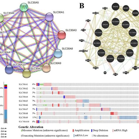 Genetic Mutations In Slc30a1 10 Genes And Their Association Neighbor