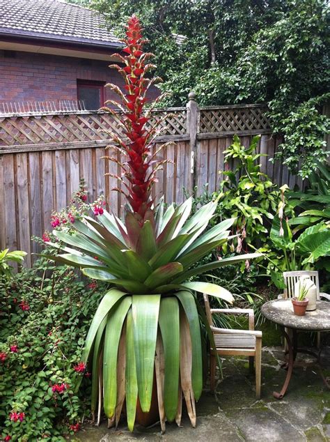 1000 Images About Bromeliads On Pinterest Gardens Tropical Gardens And Horticulture