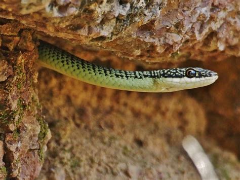 12 Non Venomous Snakes In Cambodia Nerdy Owlet