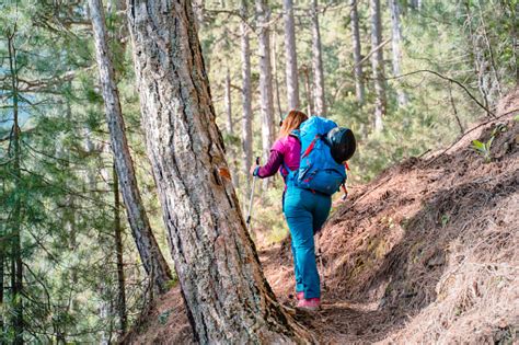 산의 아름다운 녹색 숲에서 하이킹을하는 여성 산악 고산 등반가 결심에 대한 스톡 사진 및 기타 이미지 결심 경관 고요한