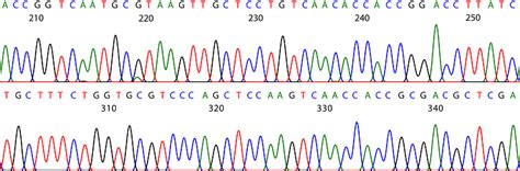Dna Sequence Chromatogram Stock Illustration Download Image Now Dna