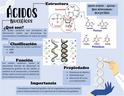 Ppt Tema Propiedades De Los Cidos Nucleicos M Todos De An Lisis The