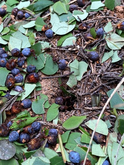 Nature Notes With Sbca Texas Leaf Cutting Ants Check Out This Informative Video About Texas