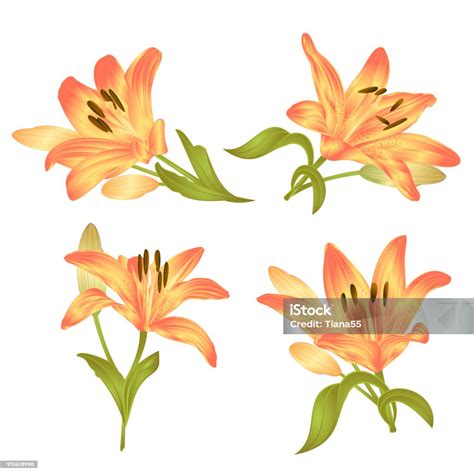 노란 백합 나리속 Candidum 꽃 고는 흰색 배경 설정된 첫 번째 빈티지 벡터 일러스트 레이 션 편집에 꽃 봉 오리 0명에 대한 스톡 벡터 아트 및 기타 이미지 Istock