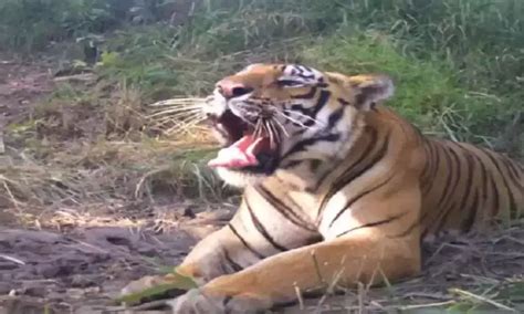 Tiger ఒకటి కాదు రెండు పులులట భయపడుతున్న జనం Tiger Migration In