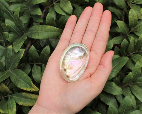 Smudge Abalone Shells Aromatic Waterfall