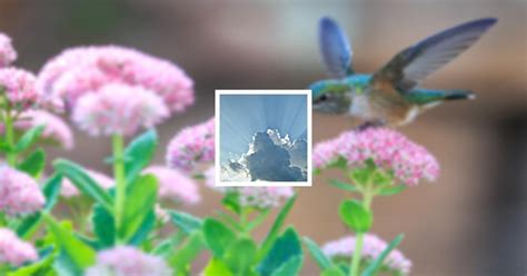 Obituary Galina Plotkin Of Rapid City South Dakota Osheim And Schmidt Funeral Home