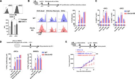 Loss Of Clec 1 Signaling Enhances Cross Presentation Of Dead