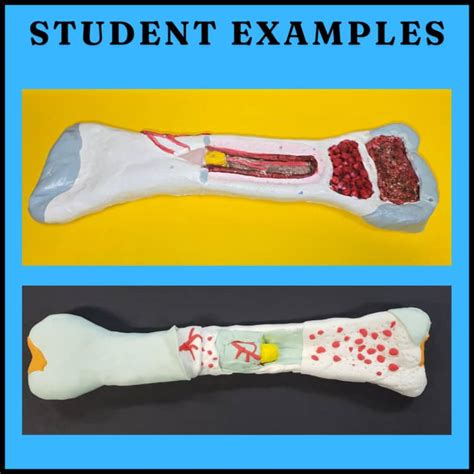 Skeletal System Long Bone 3 D Model Project By Hst Yocum Production