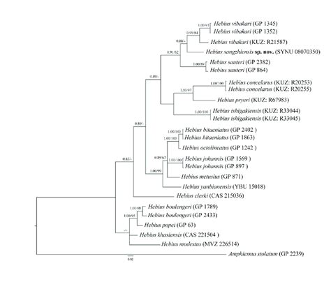 Bayesian Inference Tree Of The Genus Hebius Based On The Mitochondrial Download Scientific