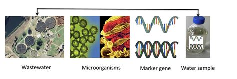 Microbial Contaminants Tracking And Pathogen Monitoring Csiro