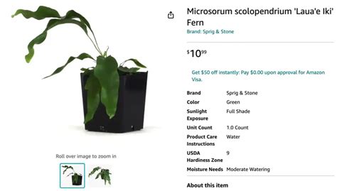 Plant Faqs Microsorum Scolopendria Phymatosorus Scolopendria Monarch Fern