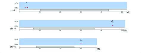 Distribution Of Qtls Black In Ld With Snps Under Selection Red
