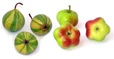 Apple Api Etoilée Pear Free Photo On Pixabay Pixabay