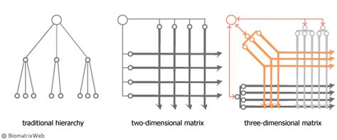 Matrix Organisational Structure
