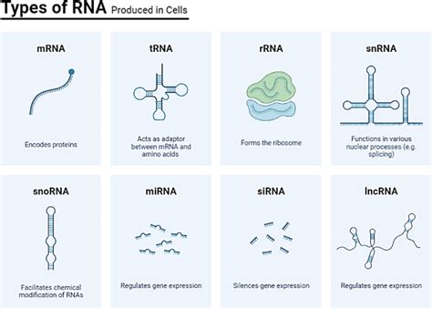 Understanding Rna In Simple Terms Genspark