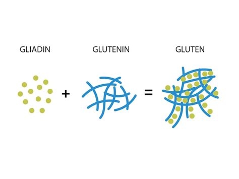 Premium Vector Gluten Formation Disulfide Bond Formation From Two Molecules Gliadin And Glutenin