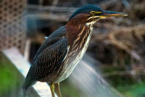 12 Herons Of Texas Wading Birds In A Dry State