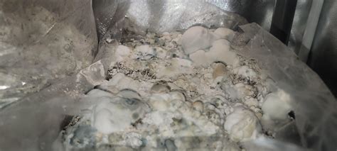 Actives P Cubensis Blob Mutation Fruiting Body With Gills R