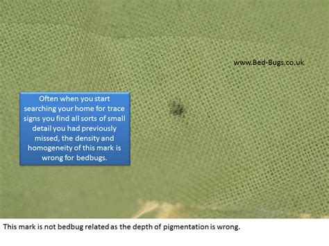 Signs Of Bed Bugs How To Know If You Have Bed Bugs