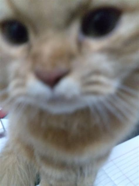 Shes So Silly Rsillycats