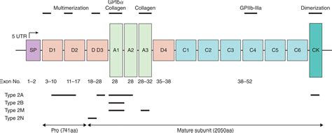 Structure Biology And Genetics Of Von Willebrand Factor Clinical Tree