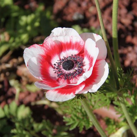 Anemone St Brigid Bi Color : The Garden Club of Houston
