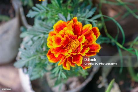 꽃 타게츠 의 자연의 매크로 사진 파툴라 텍스처 배경 식물 불 같은 빨간 타게츠 꽃 이미지 식물 오렌지 메리 골드 타게테스 파툴라 꽃 0명에 대한 스톡 사진 및 기타 이미지