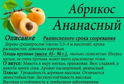 Абрикос Шалах. Описание сорта, фото, отзывы