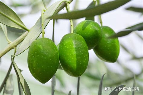 橄榄树的寓意是什么？ 知乎