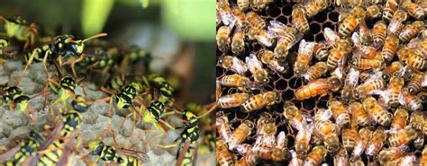 Ecologia De Insetos Sociedade E Insetos Sociais
