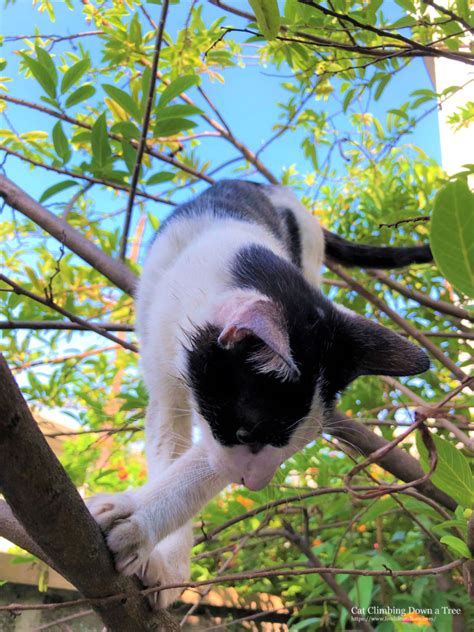 Cat Climbing Down A Tree Live Life And Love