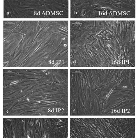 Representative Images Showing Morphological Features Of Cells Under