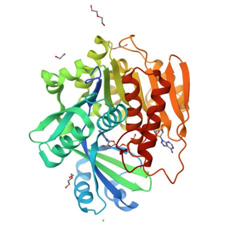 Rcsb Pdb 8rpa Crystal Structure Of Zea Mays Adenosine Kinase 3 Zmadk3 In Complex With Ap5a
