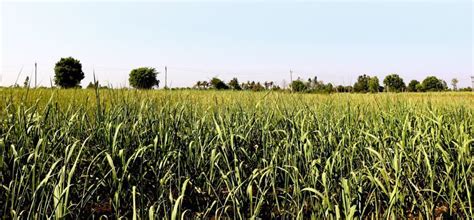Haryana To Begin Kharif Procurement On October 1 The Tribune