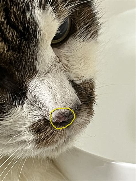 猫の真菌症 17歳咲じいの場合