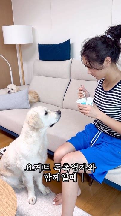 린클 대신 리트리버 Youtube