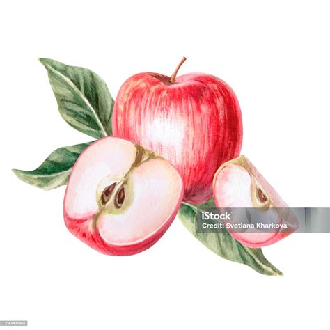전체 사과 절반 및 고립 된 수채화 그림의 조각의 구성 과일 유기농 식품 디자인 포스터 직물 인쇄 포장 가을 수확 일러스트 0명에 대한 스톡 벡터 아트 및 기타 이미지