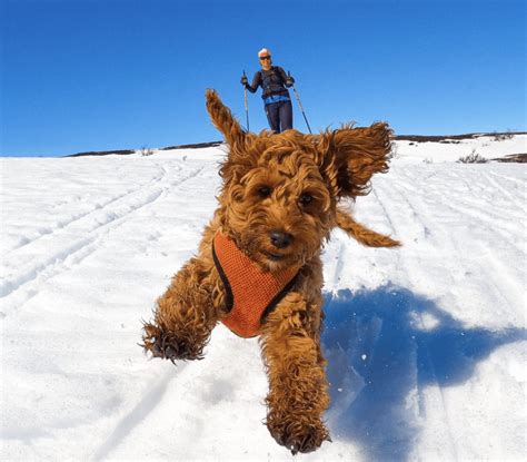 Om Cockapoo Cockapoo Og Cavapooklubben