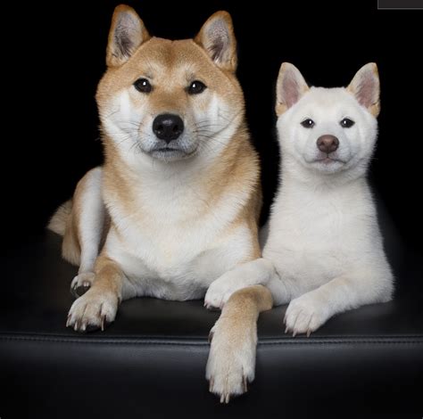 New Dog Laws For Nsw Dogslife Dog Breeds Magazine